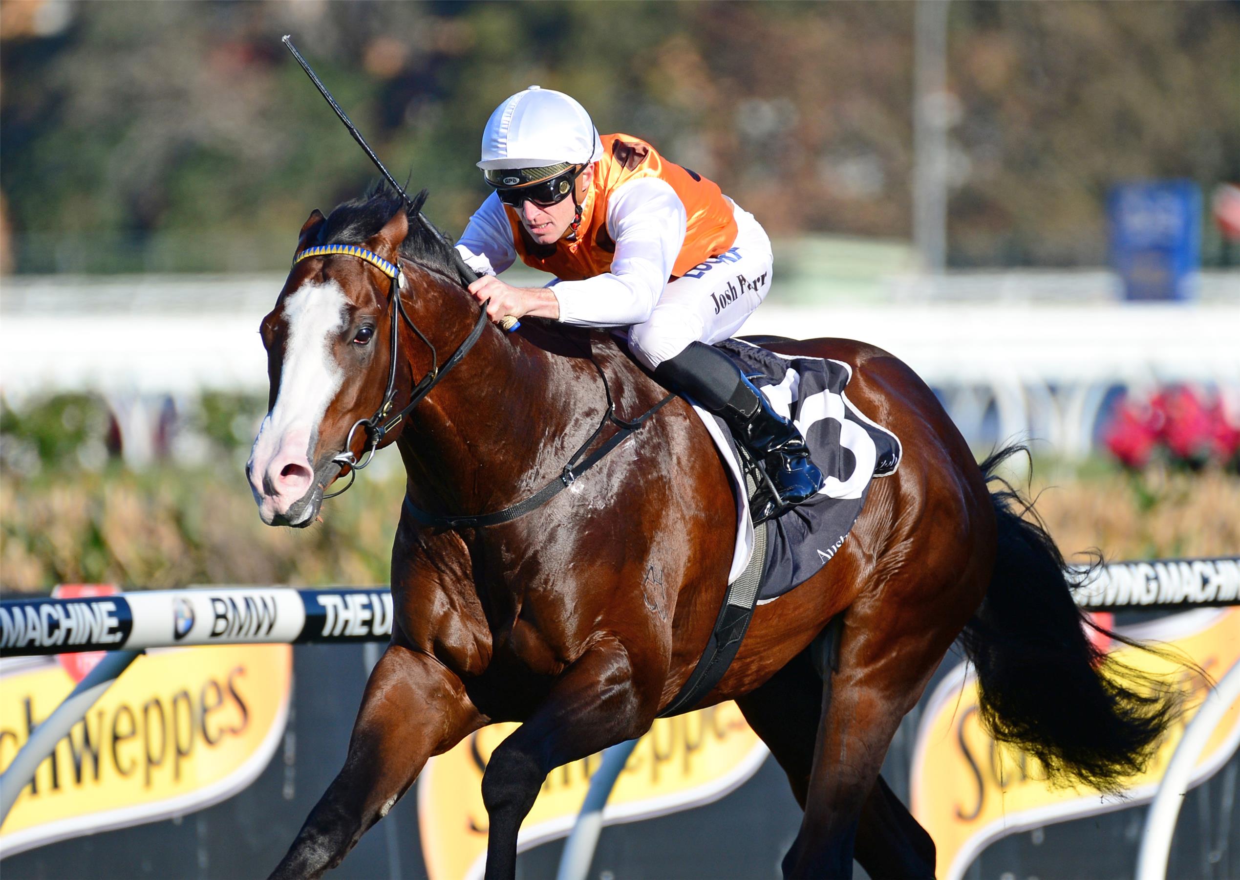 Stallions | Newgate Stud FarmNewgate Stud Farm