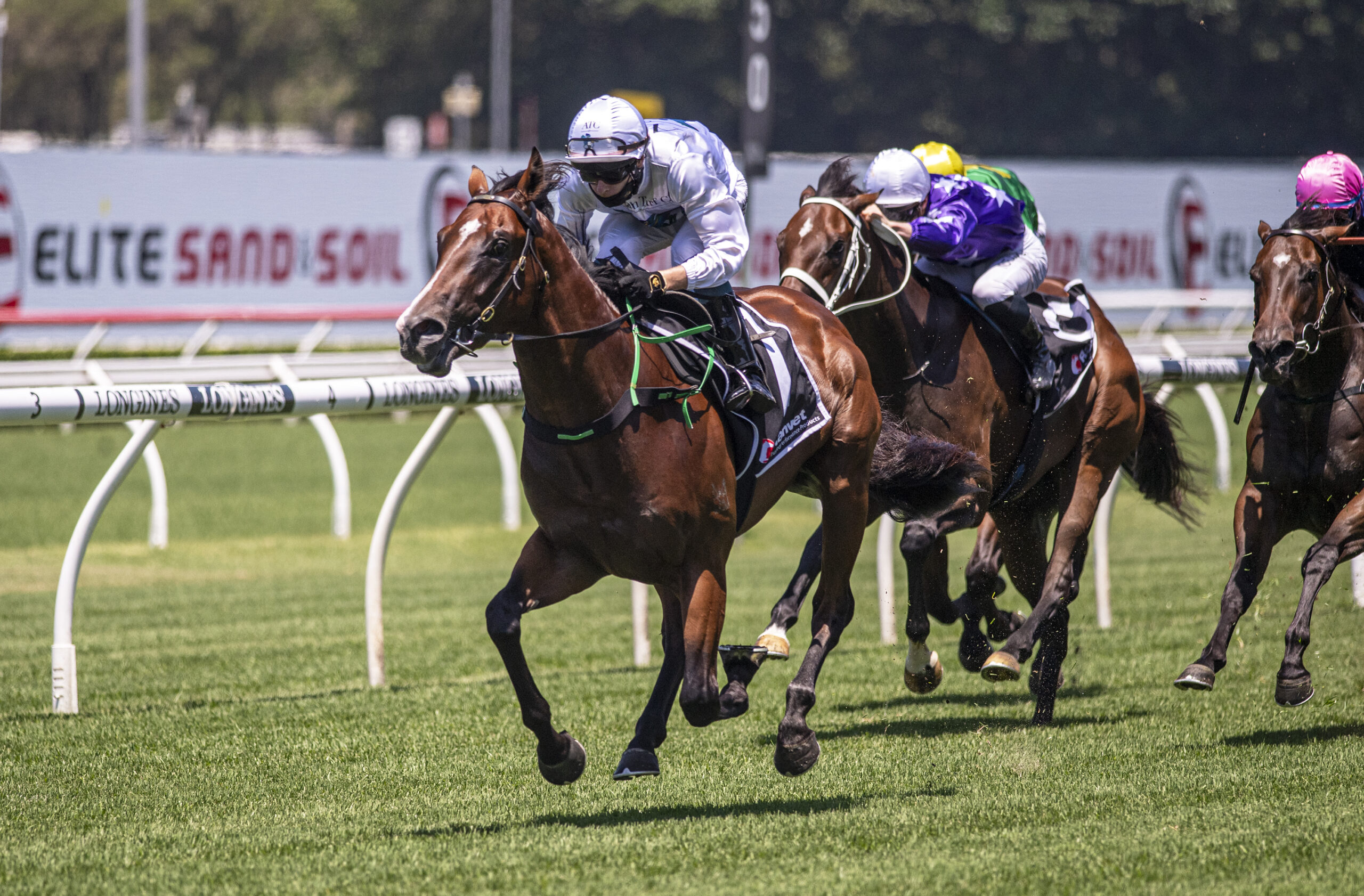 Extreme Choice | Newgate Stud Farm