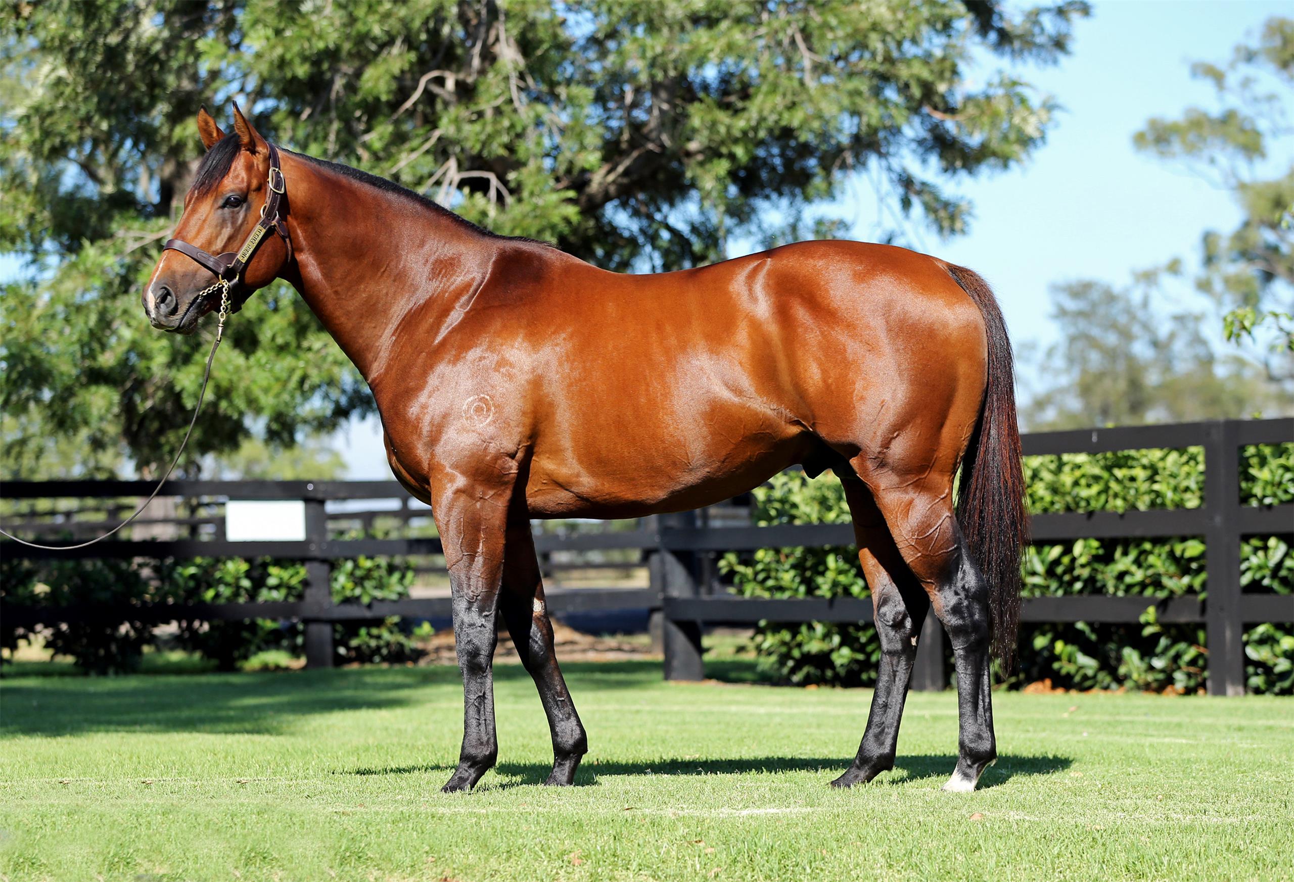 Stallions | Newgate Stud Farm