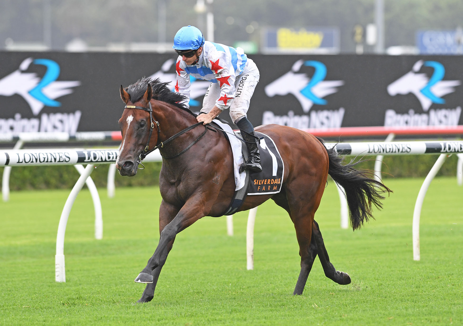 Stallions | Newgate Stud Farm