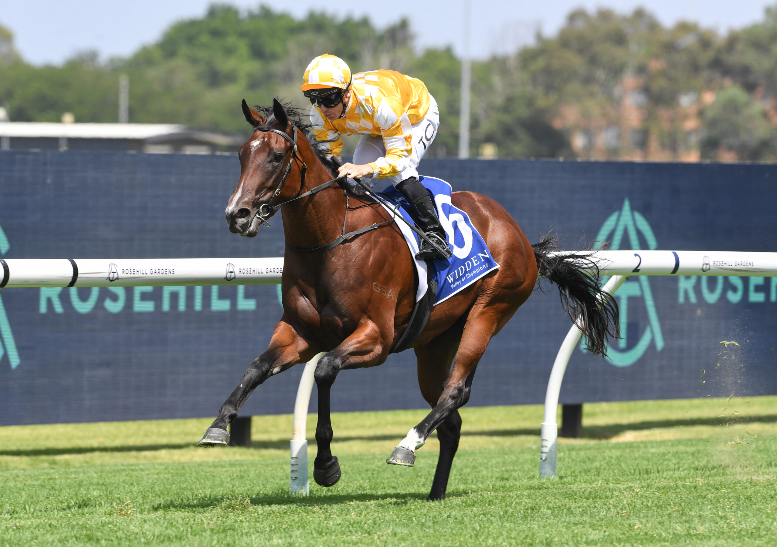 LADY OF CAMELOT - WINNER OF THE G3 WIDDEN STAKES & 2ND IN THE G1 BLUE ...